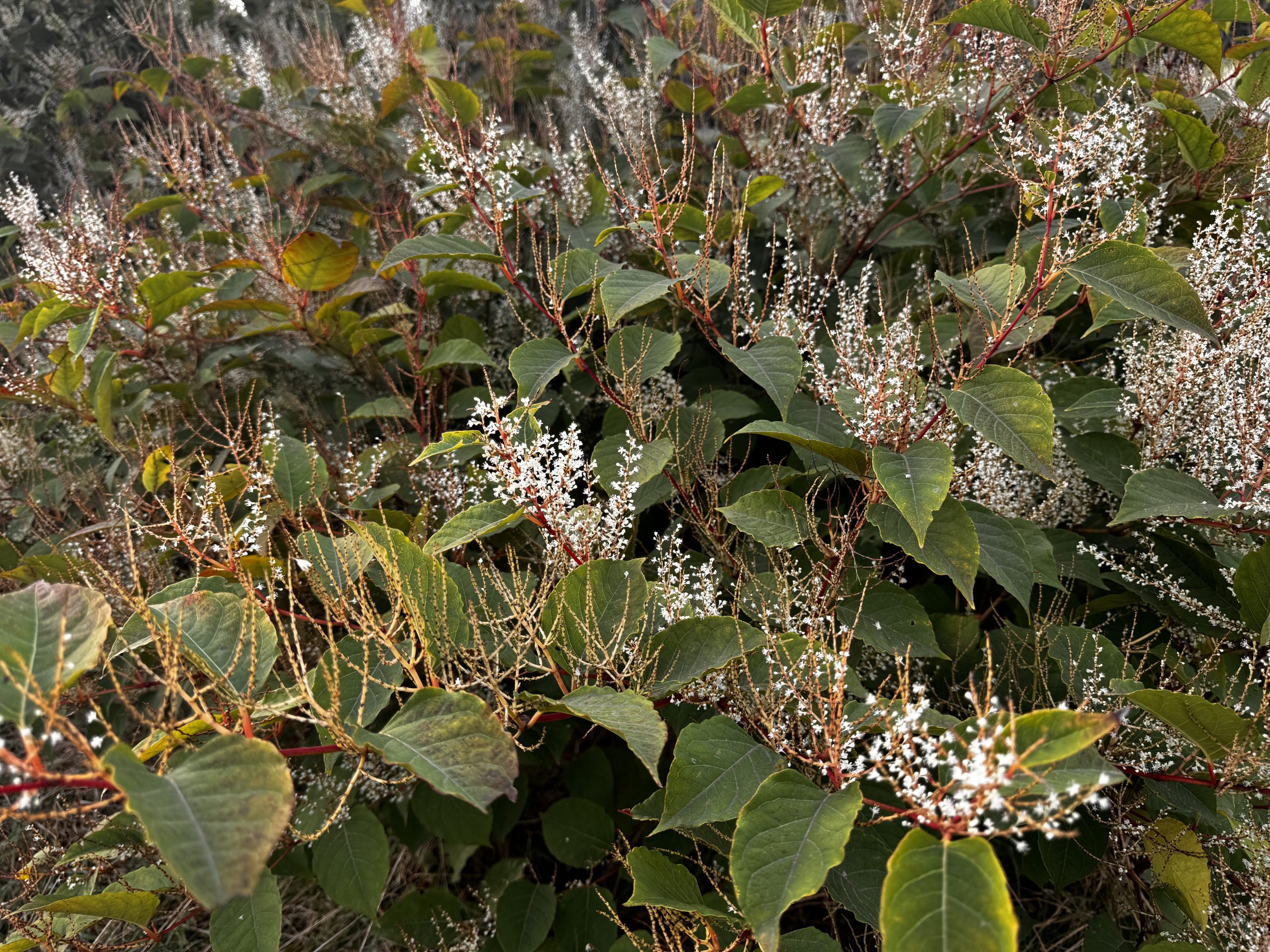 Japanse Duizendknoop in de winter - JDK solution